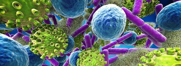 Normal Microflora - Everything Microbiology