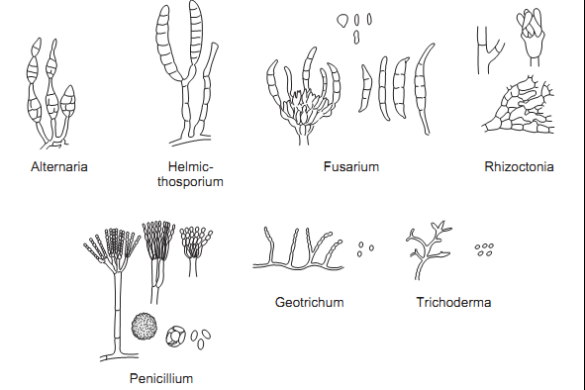MOST PROBABLE NUMBER (MPN) TECHNIQUE - Everything Microbiology