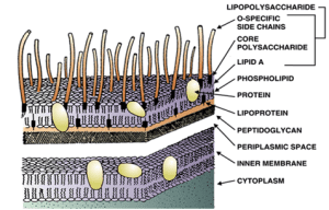 PYROGEN TEST - Microbiology Class