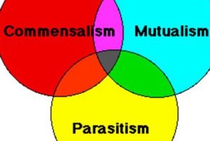 HOST-PARASITE RELATIONSHIPS (MICROBIAL ASSOCIATIONS) - Microbiology Class