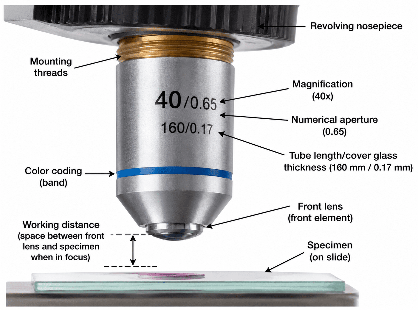 Magnification: Understanding Magnification in Microscopy – Microbiology ...