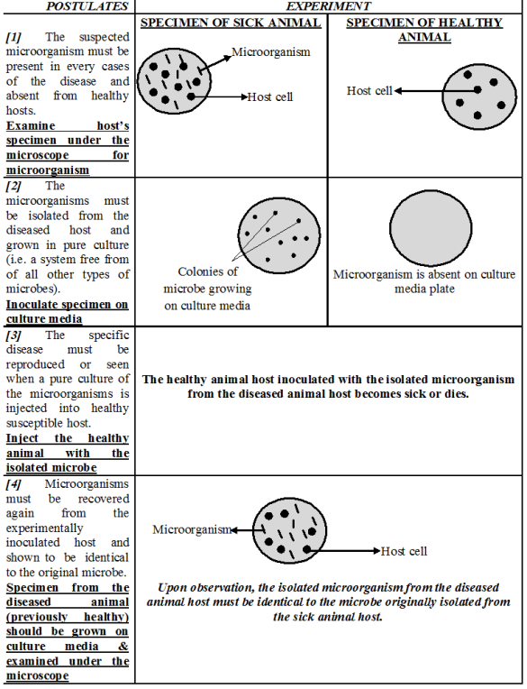ROBERT KOCH (1843-1910) - Everything Microbiology