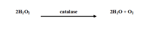 CATALASE TEST - Microbiology Class