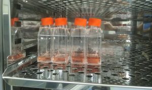 CLASSIFICATION/TYPES OF CELL CULTURE - #1 Microbiology Resource Hub