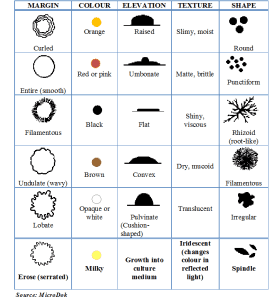 Colonial Morphology Of Microorganisms - Microbiology Class