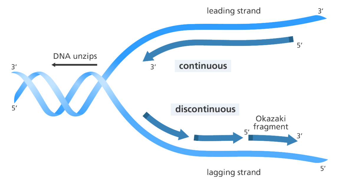 DNA REPLICATION - Everything Microbiology