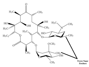 ERYTHROMYCIN - Microbiology Class