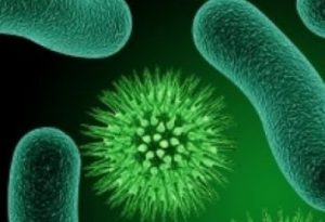 GERM THEORY OF DISEASE - Microbiology Class