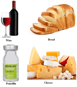 General Significance And Importance Of Fungi - Microbiology Class