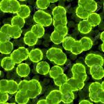 STANDARD QUALITY CONTROL STRAINS FOR ANTIBIOGRAM - #1 Microbiology ...