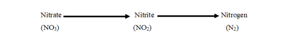 NITRATE REDUCTION TEST - Everything Microbiology