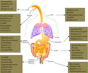 MICROBIOTA (NORMAL MICROFLORA) OF LIVING ORGANISMS - Microbiology Class