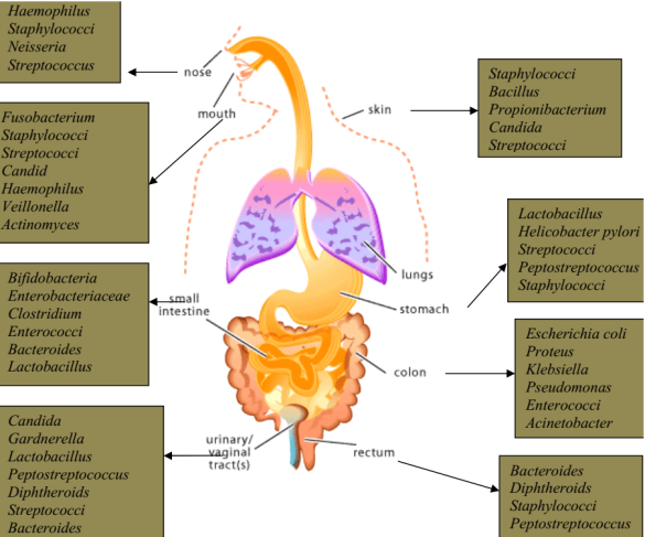 MICROBIOTA (NORMAL MICROFLORA) OF LIVING ORGANISMS - Everything ...