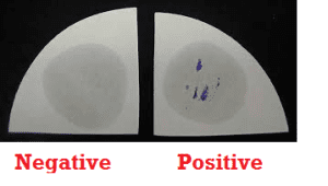 OXIDASE TEST - Microbiology Class