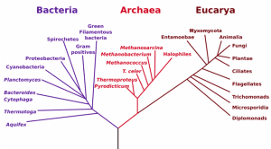 CATEGORIES OF TAXONOMY: identification, classification, nomenclature ...