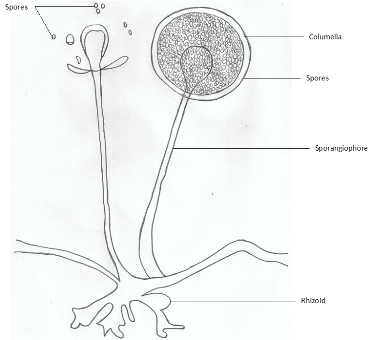 FUNGAL TAXONOMY (DIVISION) - Microbiology Class