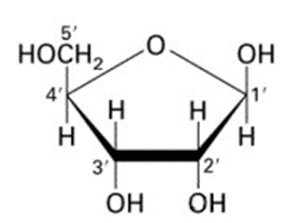 DNA REPLICATION - Microbiology Class