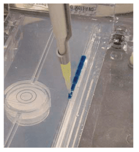 STEPS OF PERFORMING GEL ELECTROPHORESIS - Microbiology Class
