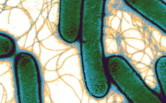 MOST PROBABLE NUMBER (MPN) TECHNIQUE - Everything Microbiology