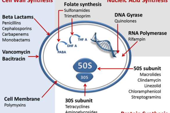 spectrum of activity Archives - Everything Microbiology