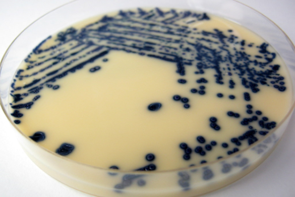 Everything Microbiology - Lessons and Courses on Microbiology