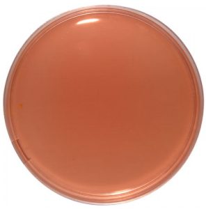 CULTURE (GROWTH) MEDIA - #1 Microbiology Resource Hub