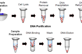 GENOMIC DNA ISOLATION - Everything Microbiology