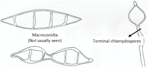 CUTANEOUS MYCOSES - Microbiology Class