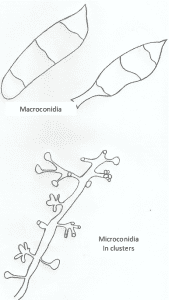 CUTANEOUS MYCOSES - Microbiology Class