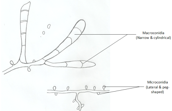 CUTANEOUS MYCOSES - Everything Microbiology