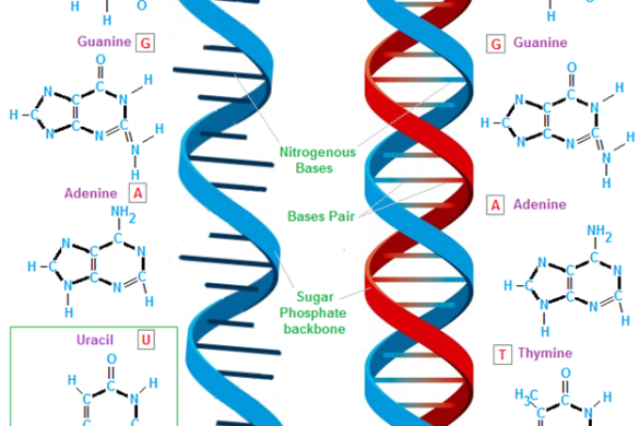 RIBONUCLEIC ACID (RNA) Archives - Everything Microbiology