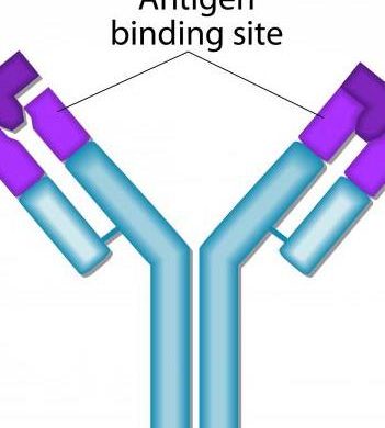 DNA REPLICATION - Everything Microbiology