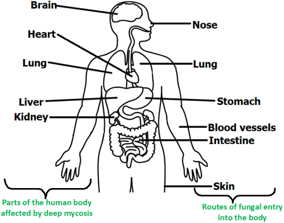 MYCOSES – fungal infections - Everything Microbiology