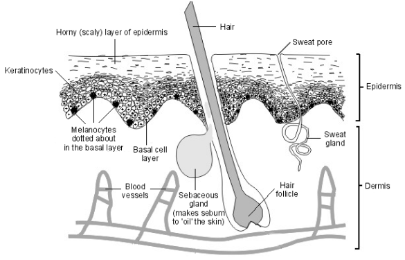 SUPERFICIAL MYCOSES - Everything Microbiology