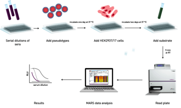 DIAGNOSTIC VIRUS ASSAYS - Everything Microbiology