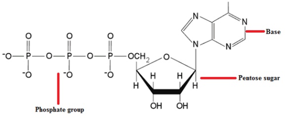 NUCLEOTIDES - Everything Microbiology
