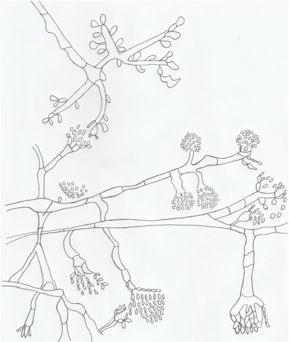 STRUCTURES OF FUNGI - Everything Microbiology