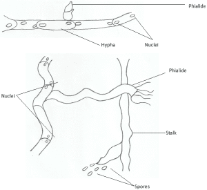 SUBCUTANEOUS MYCOSES – Microbiology Class