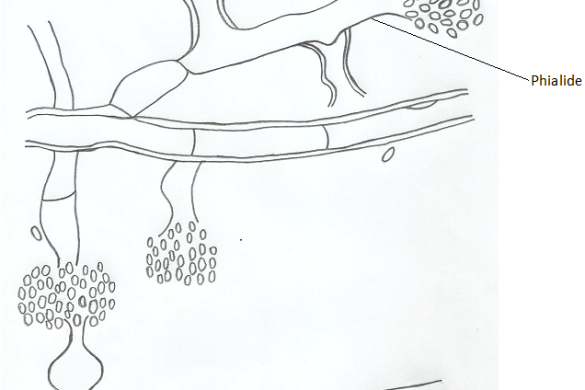 SPECIFIC FUNCTIONS OF LICHEN ACIDS (SECONDARY METABOLITES) - Everything ...