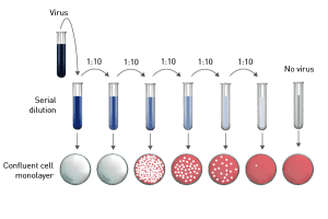 DIAGNOSTIC VIRUS ASSAYS - Microbiology Class