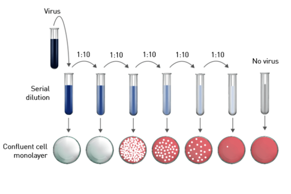 DIAGNOSTIC VIRUS ASSAYS - Everything Microbiology