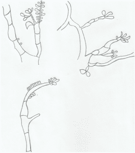 STRUCTURES OF FUNGI - Microbiology Class