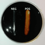 AMYLASE (STARCH HYDROLYSIS) TEST - Microbiology Class