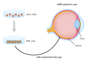 What Is A Stem Cell? - Microbiology Class