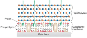 BACTERIAL CELL WALL - Microbiology Class
