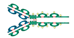 IMMUNOGLOBULIN D (IgD) - Microbiology Class