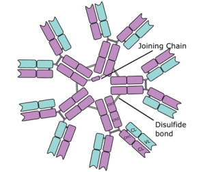 IMMUNOGLOBULIN M (IgM) - Microbiology Class