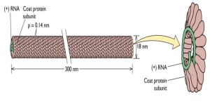 MORPHOLOGY OF VIRUSES - Microbiology Class