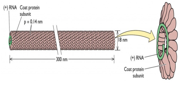MORPHOLOGY OF VIRUSES - Everything Microbiology