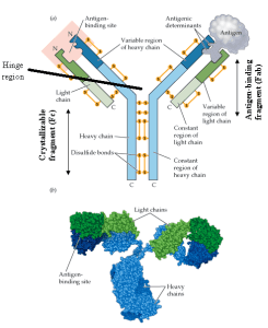 ANTIBODIES (Immunoglobulins) - Microbiology Class